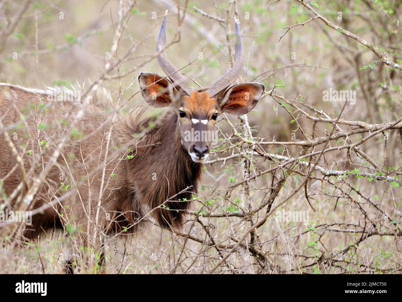 Hlane Royal National Park, Swaziland,Nyala, antelope Stock Photo - Alamy