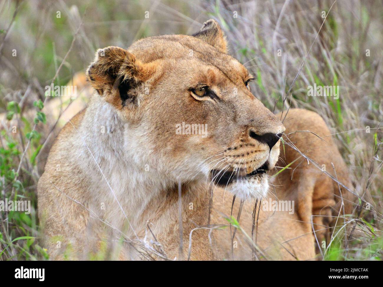 Young lioness, Hlane Royal National Park, Swaziland Stock Photo - Alamy