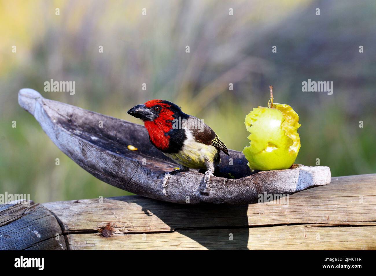 Collared beard bird, Botswana, Okavango Stock Photo - Alamy