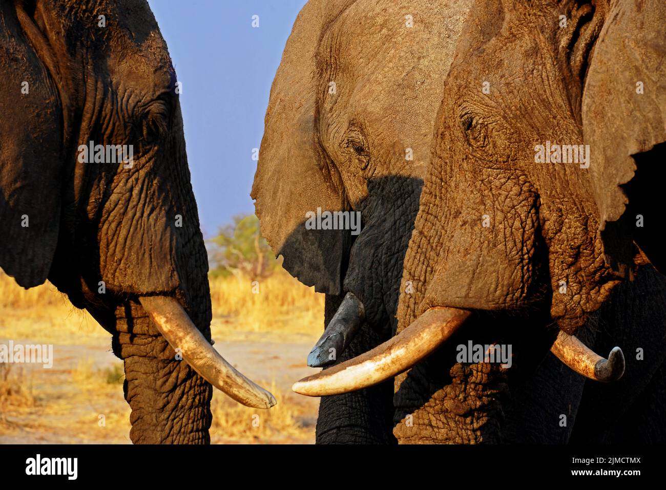 Bull elephants meet for a chat Stock Photo - Alamy