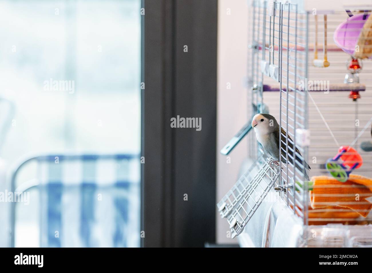 Close-up of a blue and white parakeet inside the cage with the door ...