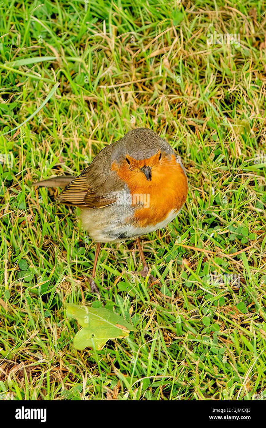 Red breasted bird hi-res stock photography and images - Alamy