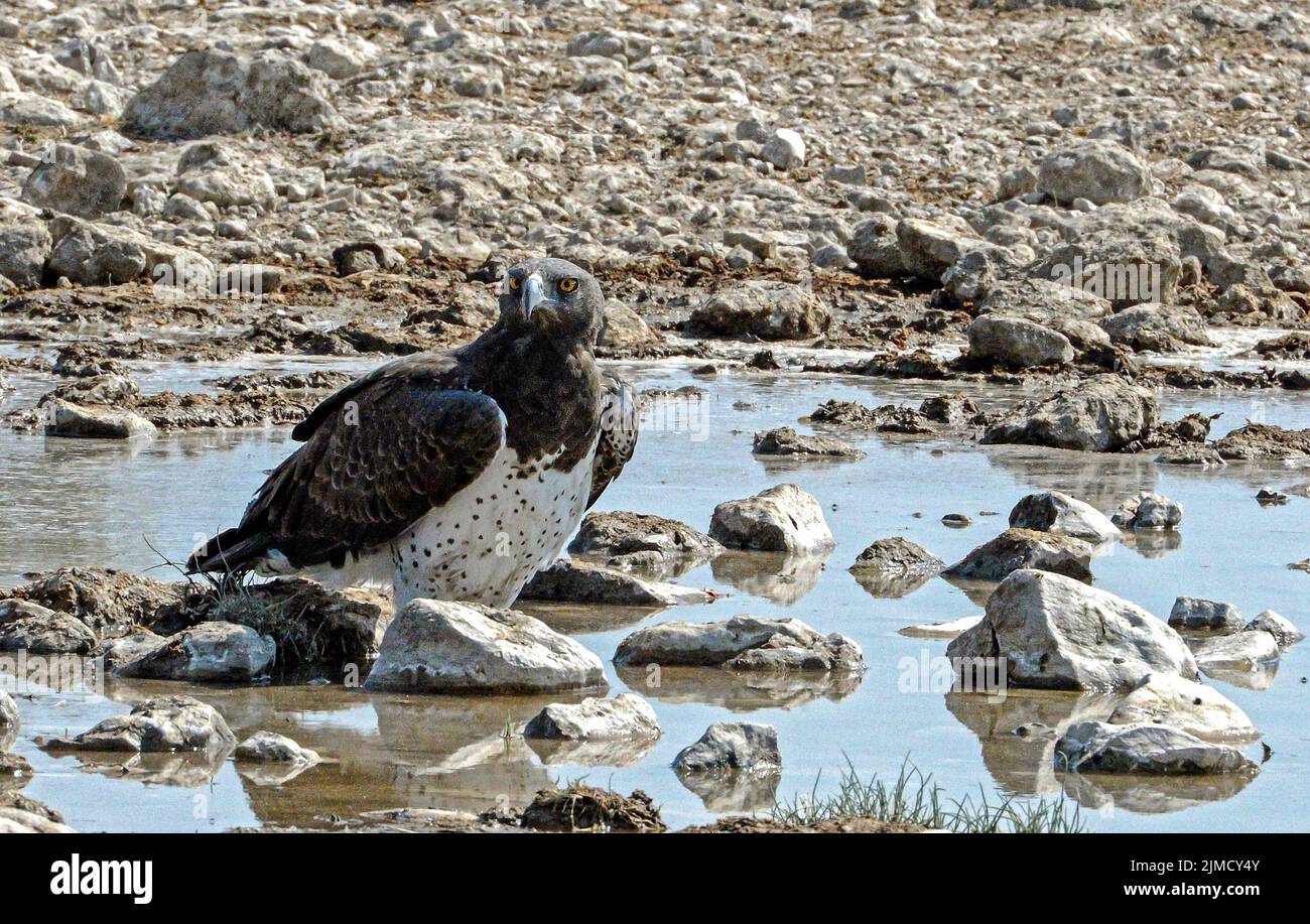 Martial eagle in the Etosha National Park in Namibia Stock Photo - Alamy