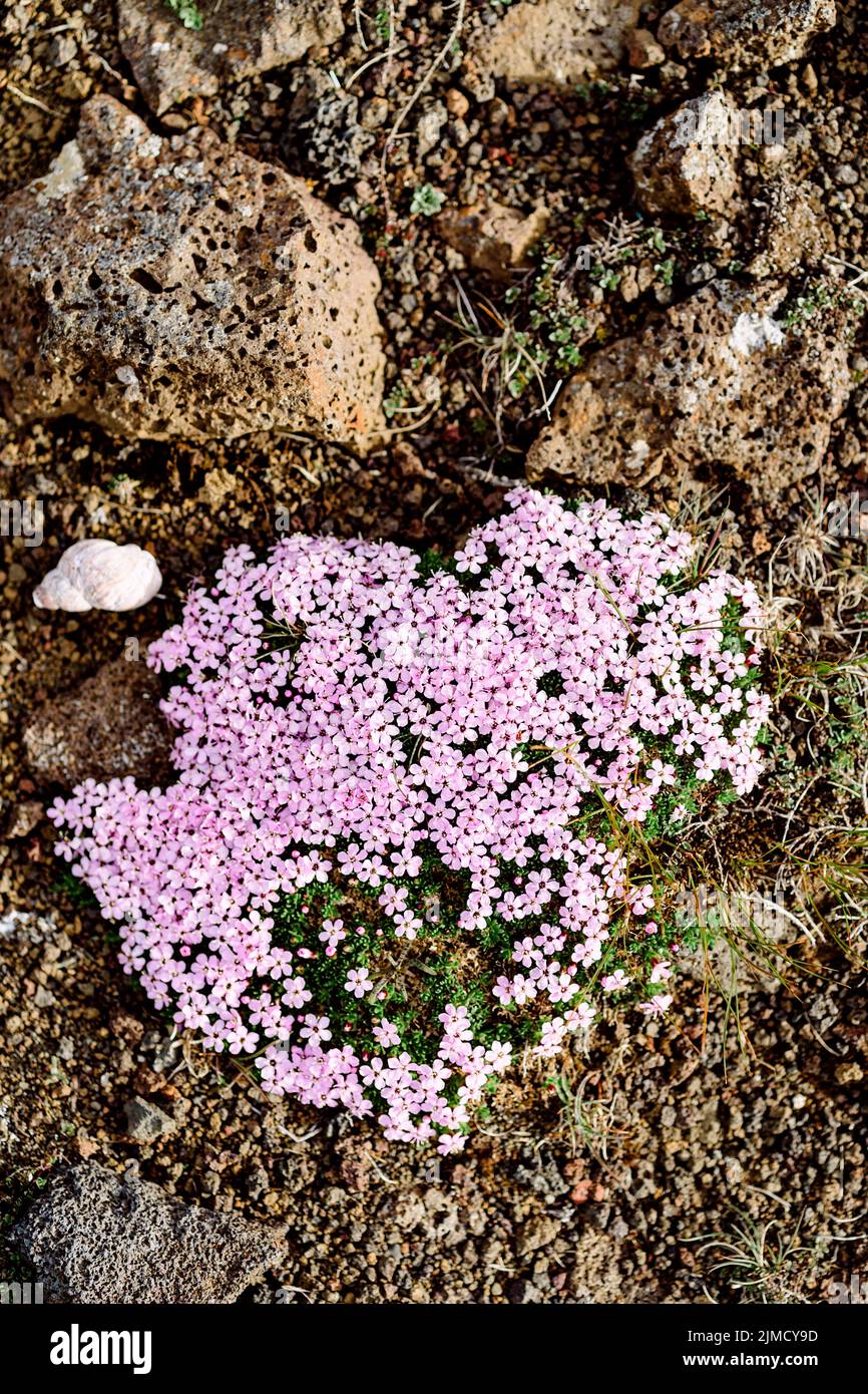 Top view bunch of gentle purple flowers growing in heart shape on rocky ...