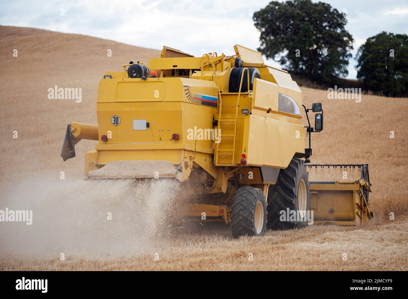 Industrial yellow combine harvester collecting grain crops with metal ...