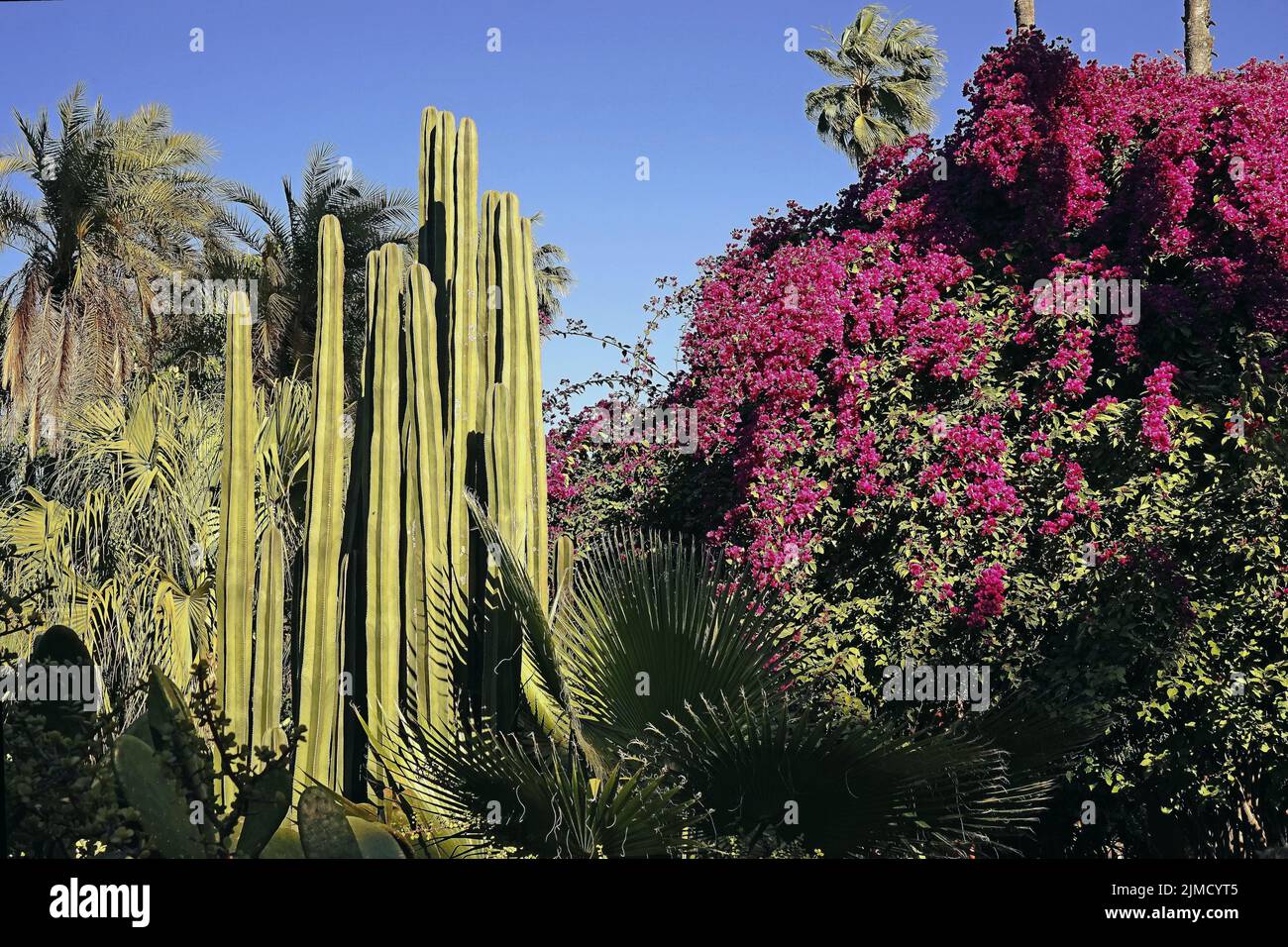 Bleu de majorelle hi-res stock photography and images - Alamy