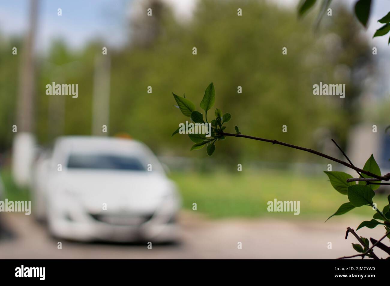 Plant in the background of the car. A tree branch. A simple backdrop in ...
