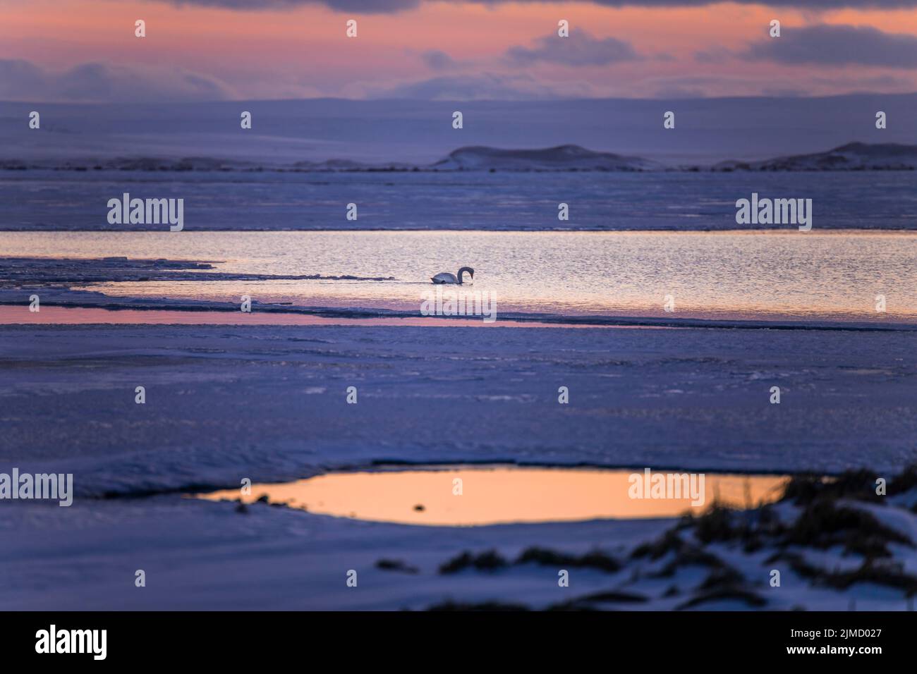 White swan floating on surface of tranquil lake during sunset om ...
