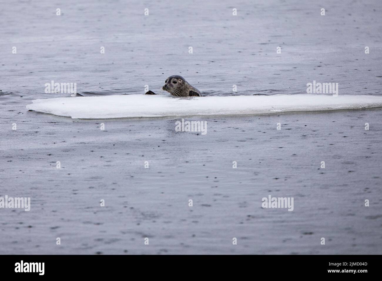 Seal on block of ice hi-res stock photography and images - Alamy