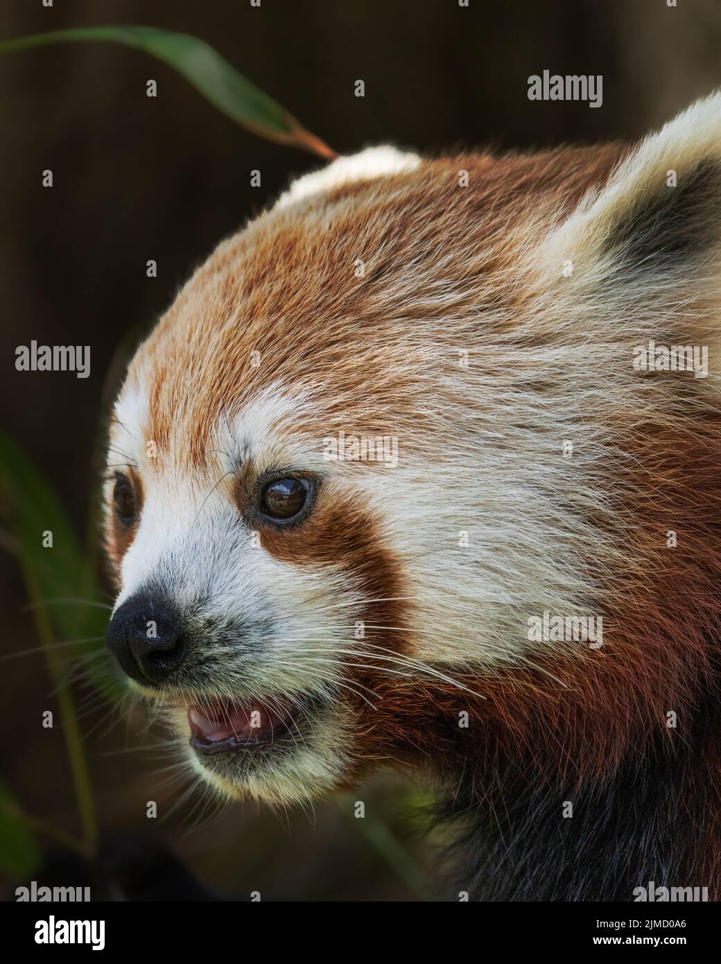 Muzzle panda hi-res stock photography and images - Alamy