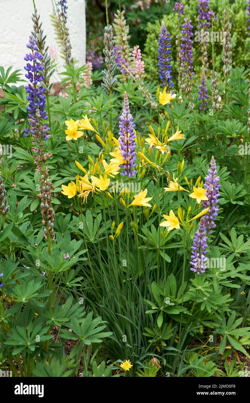Field blooming lupine flowers lupinus hi-res stock photography and ...