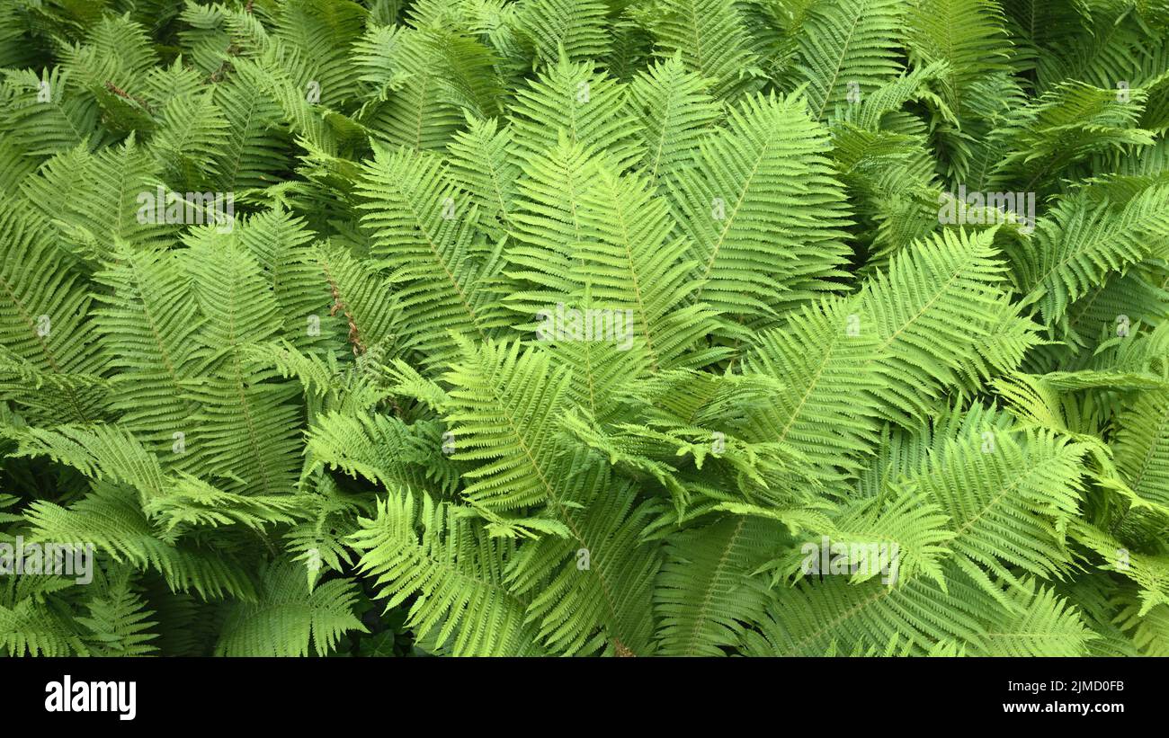 Matteuccia struthiopteris (ostrich fern), Germany Stock Photo - Alamy