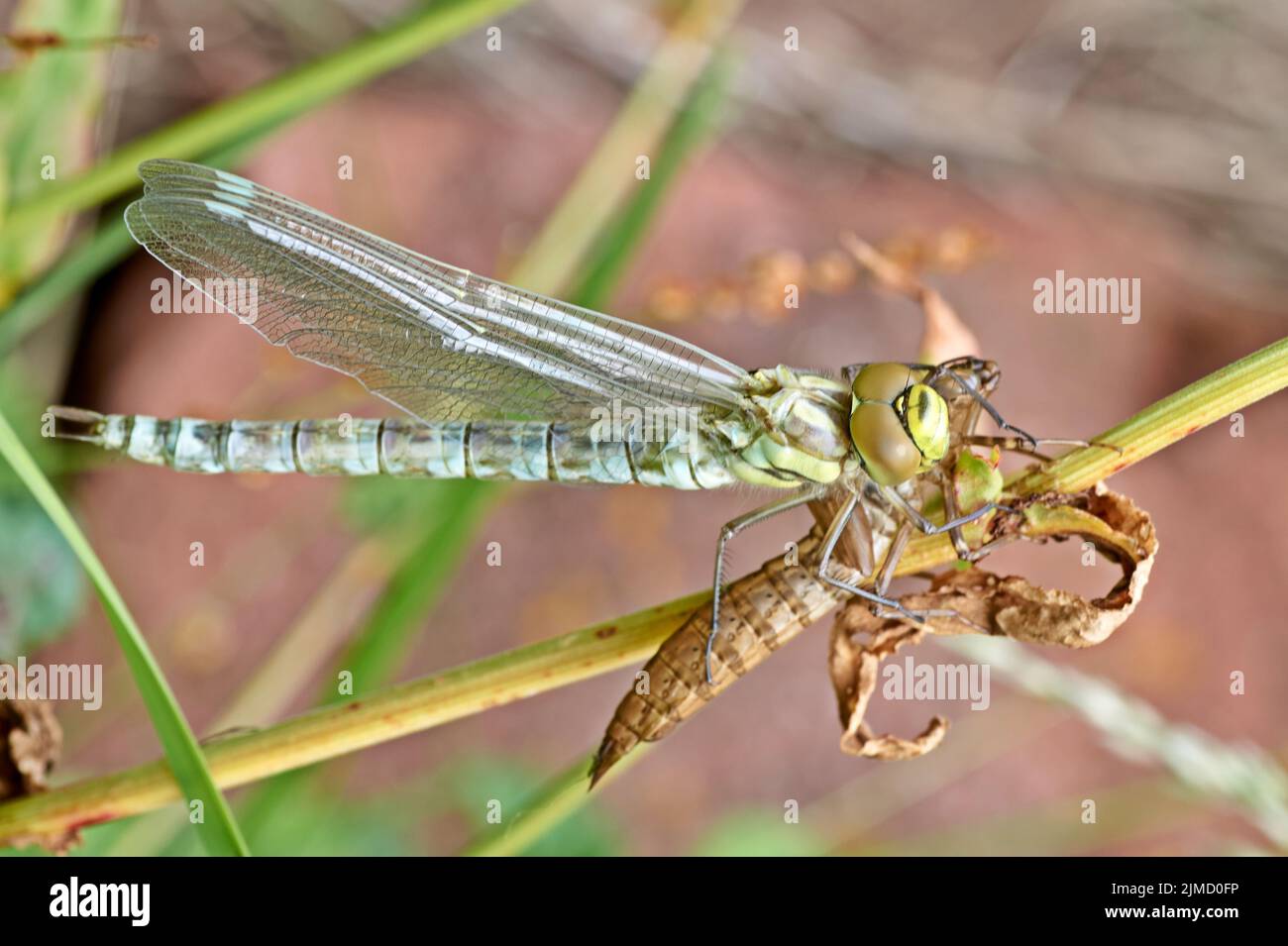 A pretty female Migrant Hawker Dragonfly, Aeshna mixta, perching on a ...