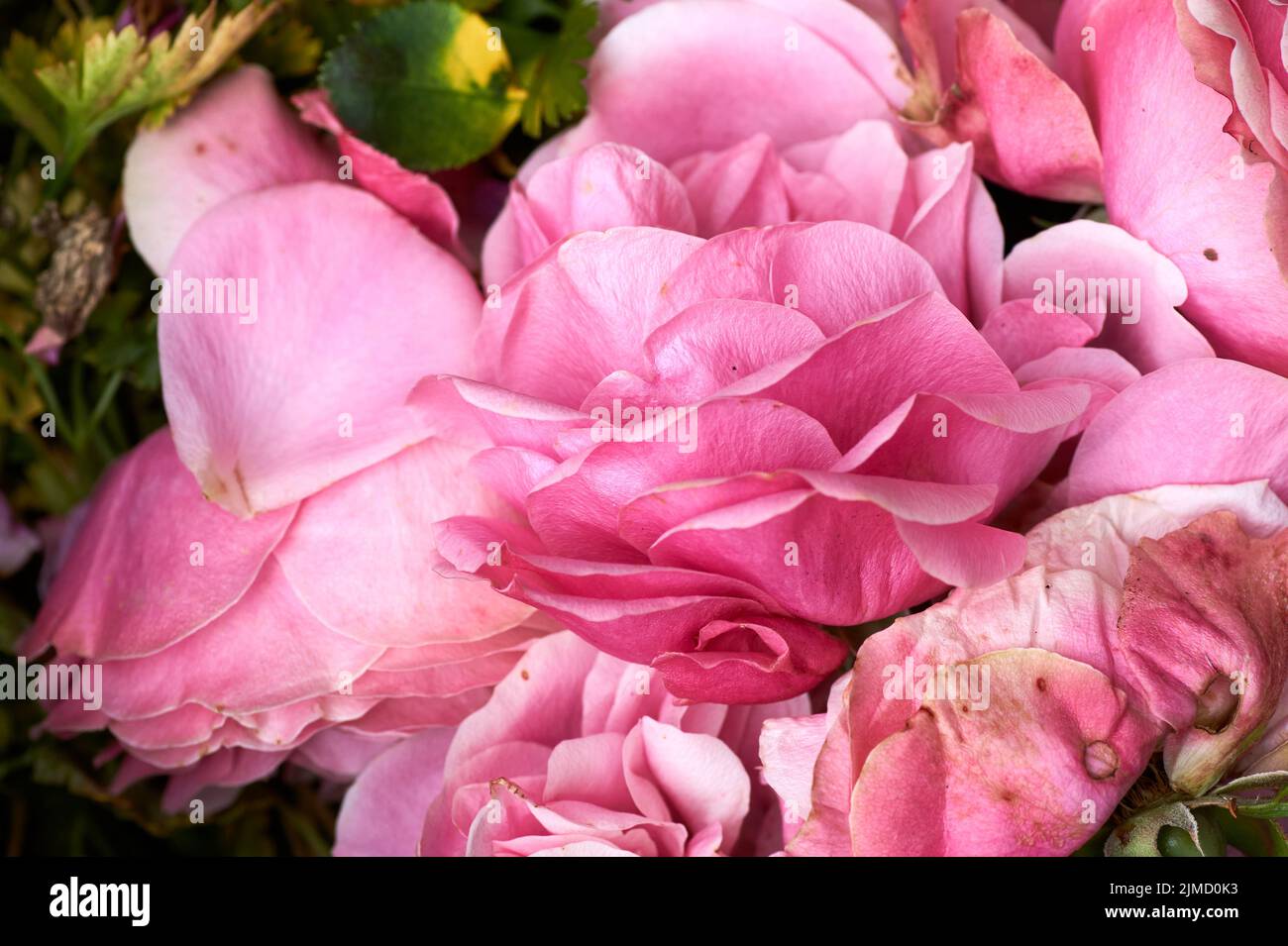 Background texture of beautiful delicate pink rose petals in a random ...
