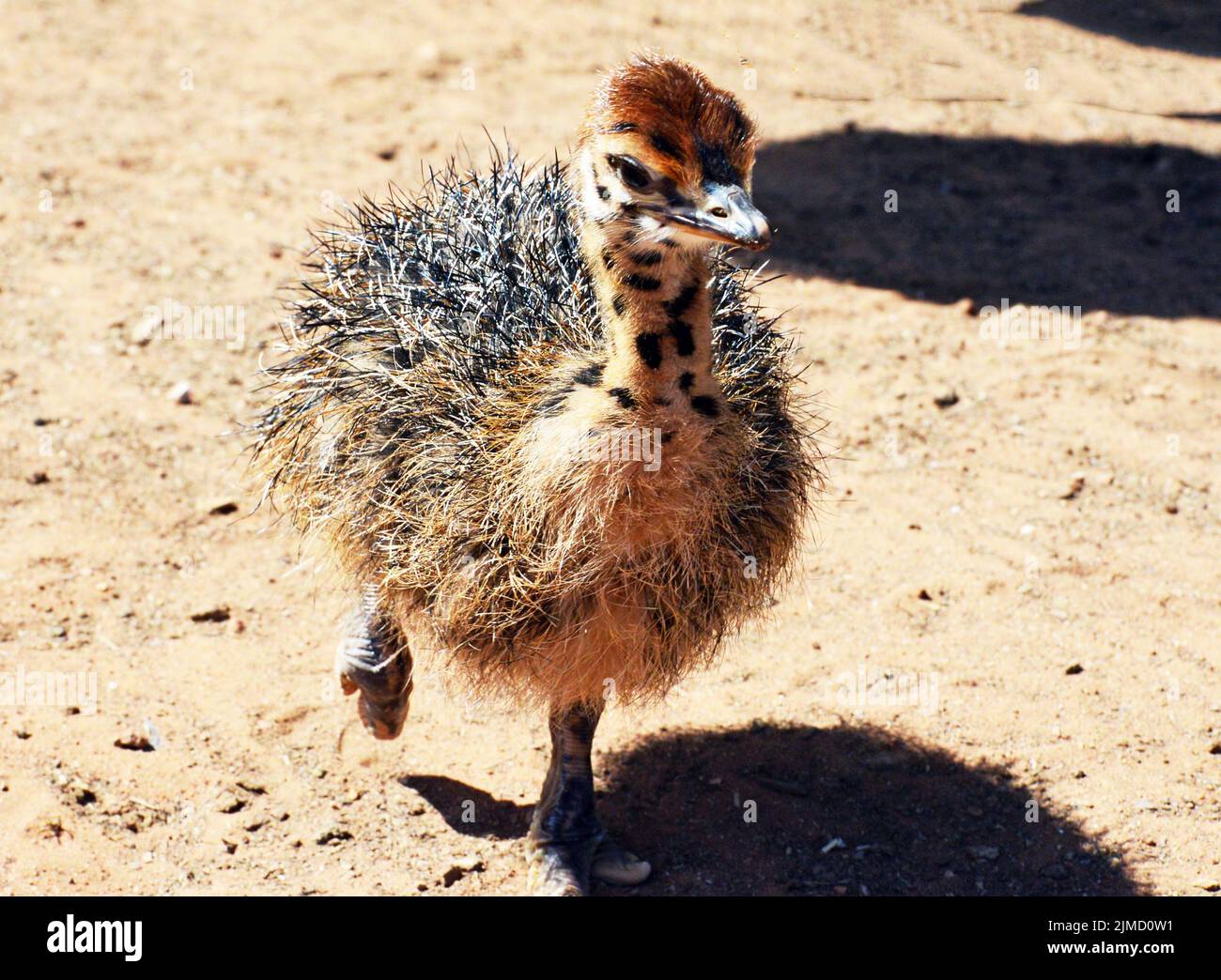 Little African ostrich chick Stock Photo - Alamy
