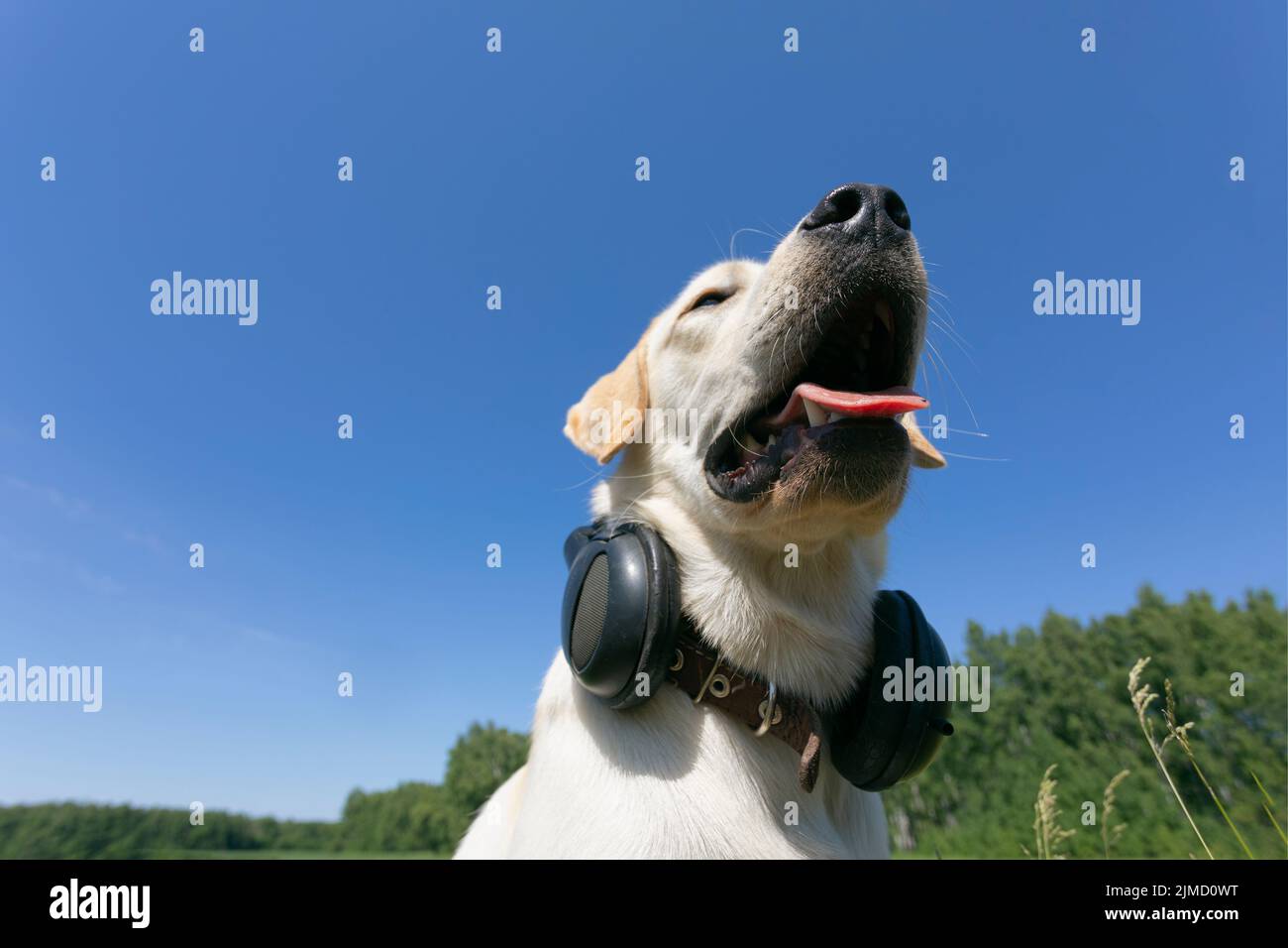 Cute portrait of labrador retriever dog with headphones on background ...