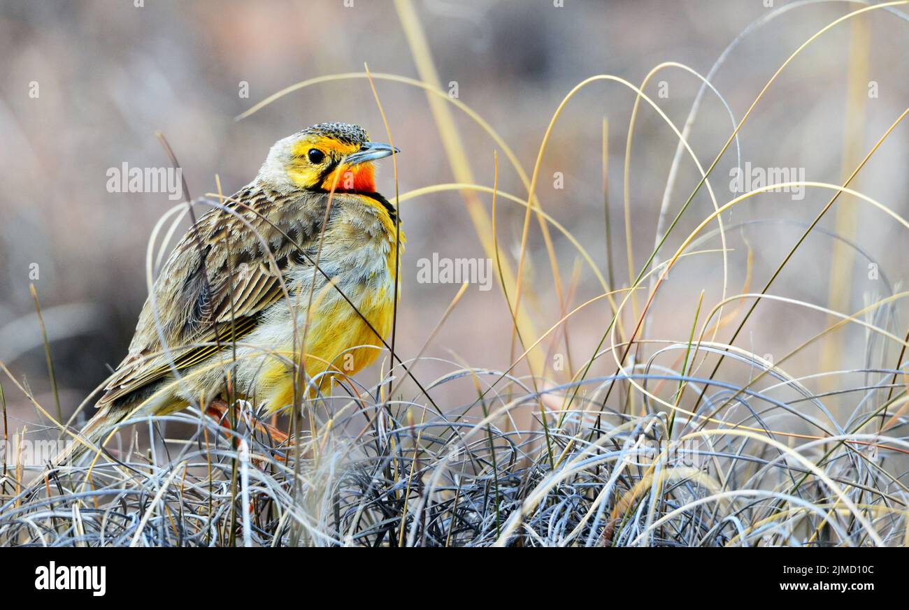 Longclaw hi-res stock photography and images - Alamy