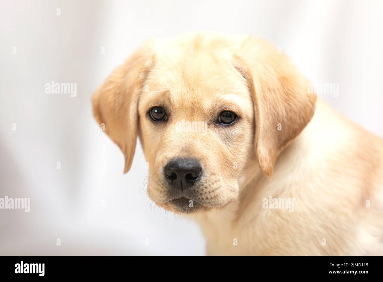 Cute labrador puppy on white studio shot looking at camera. Pet love ...