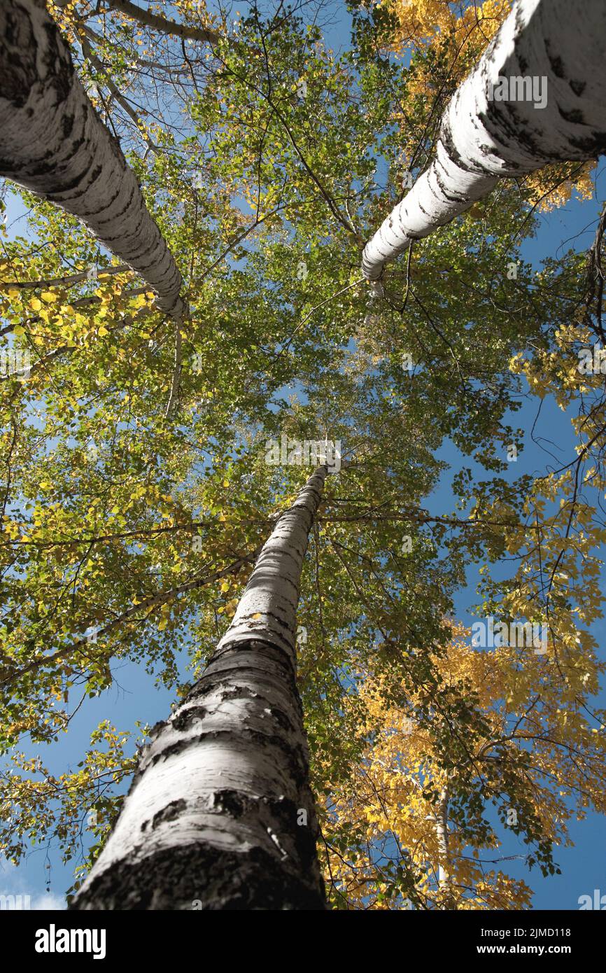 Trees looking up leaves hi-res stock photography and images - Alamy