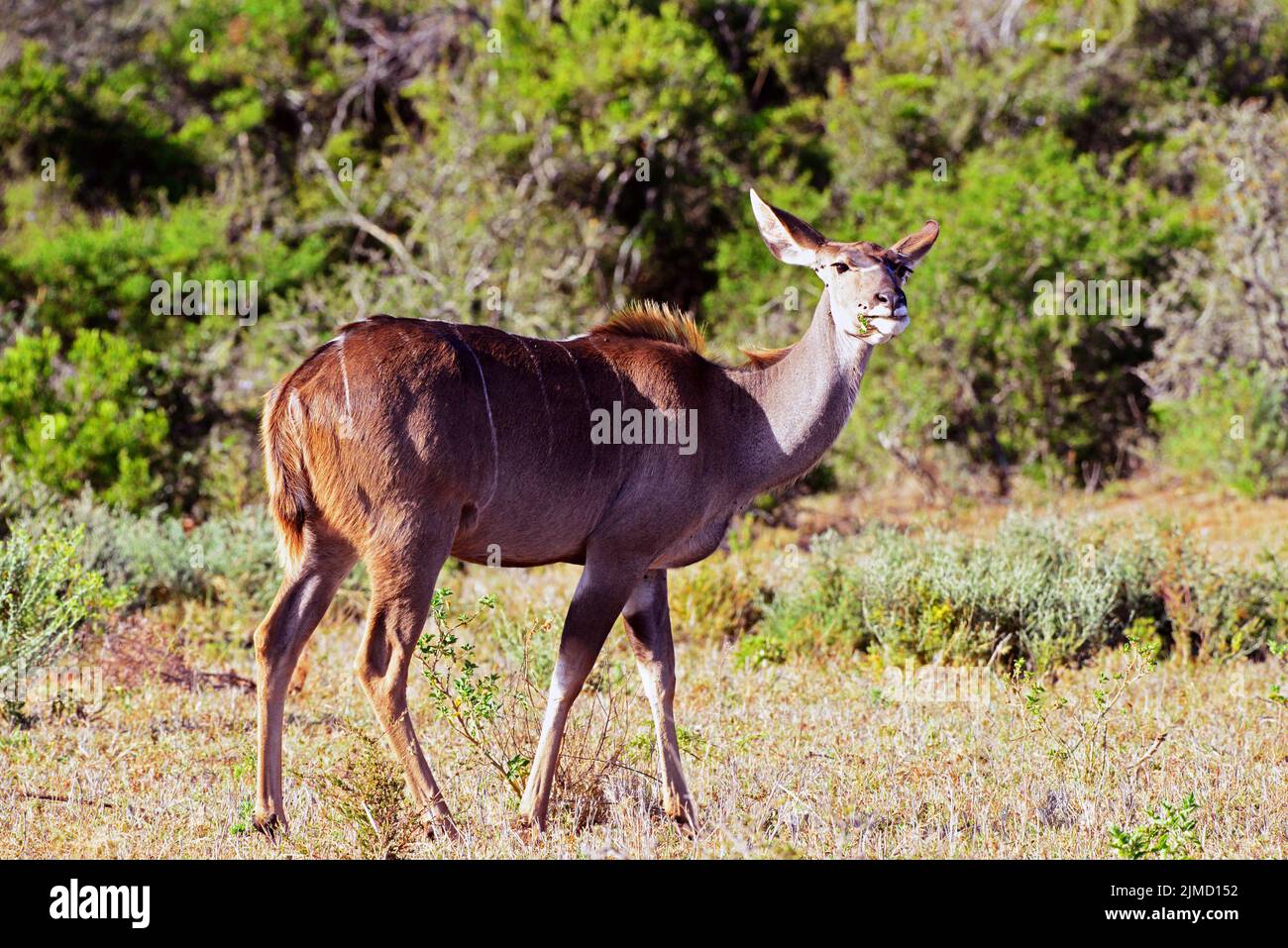 Female kudu, South Africa Stock Photo - Alamy