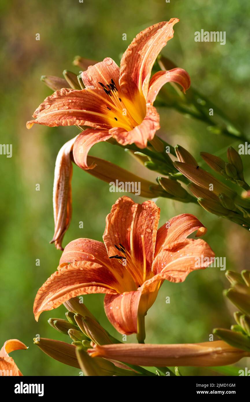 Macro photo nature blooming flower orange Lilium bulbiferum Stock Photo ...