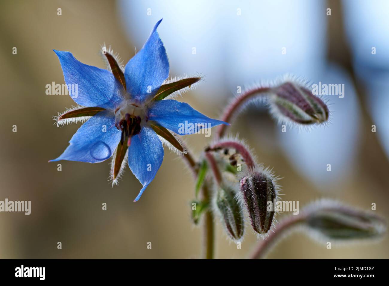 Isolated image of a borage plant,Scientific name Borago officinalis ...