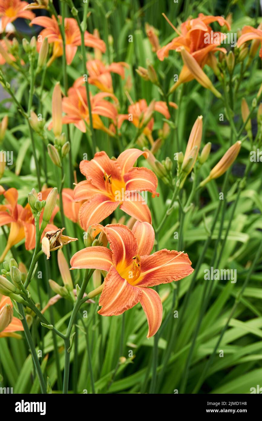 Fire lilly flower hi-res stock photography and images - Alamy
