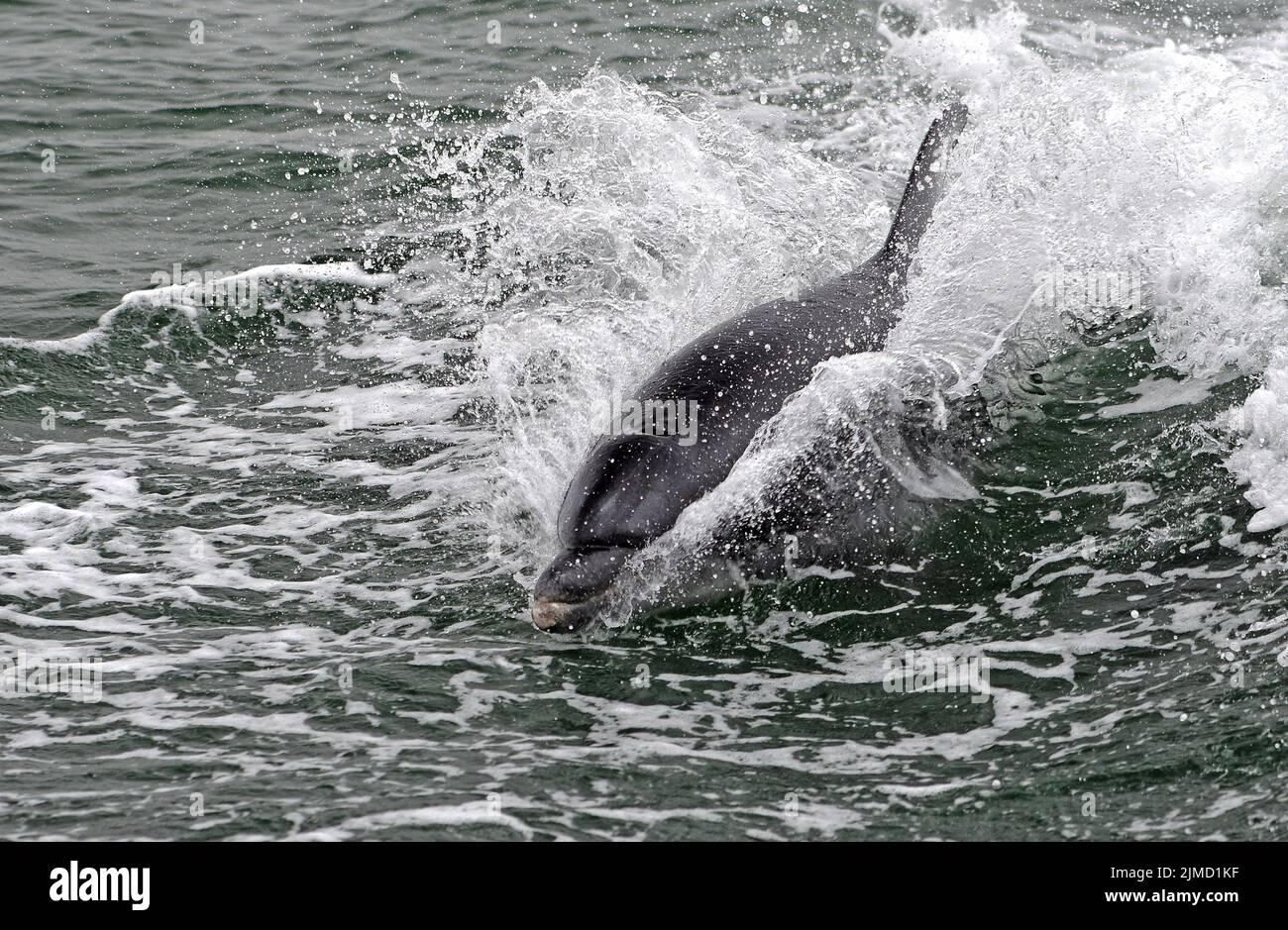 Dolphin in Walvis Bay, Namibia Stock Photo - Alamy