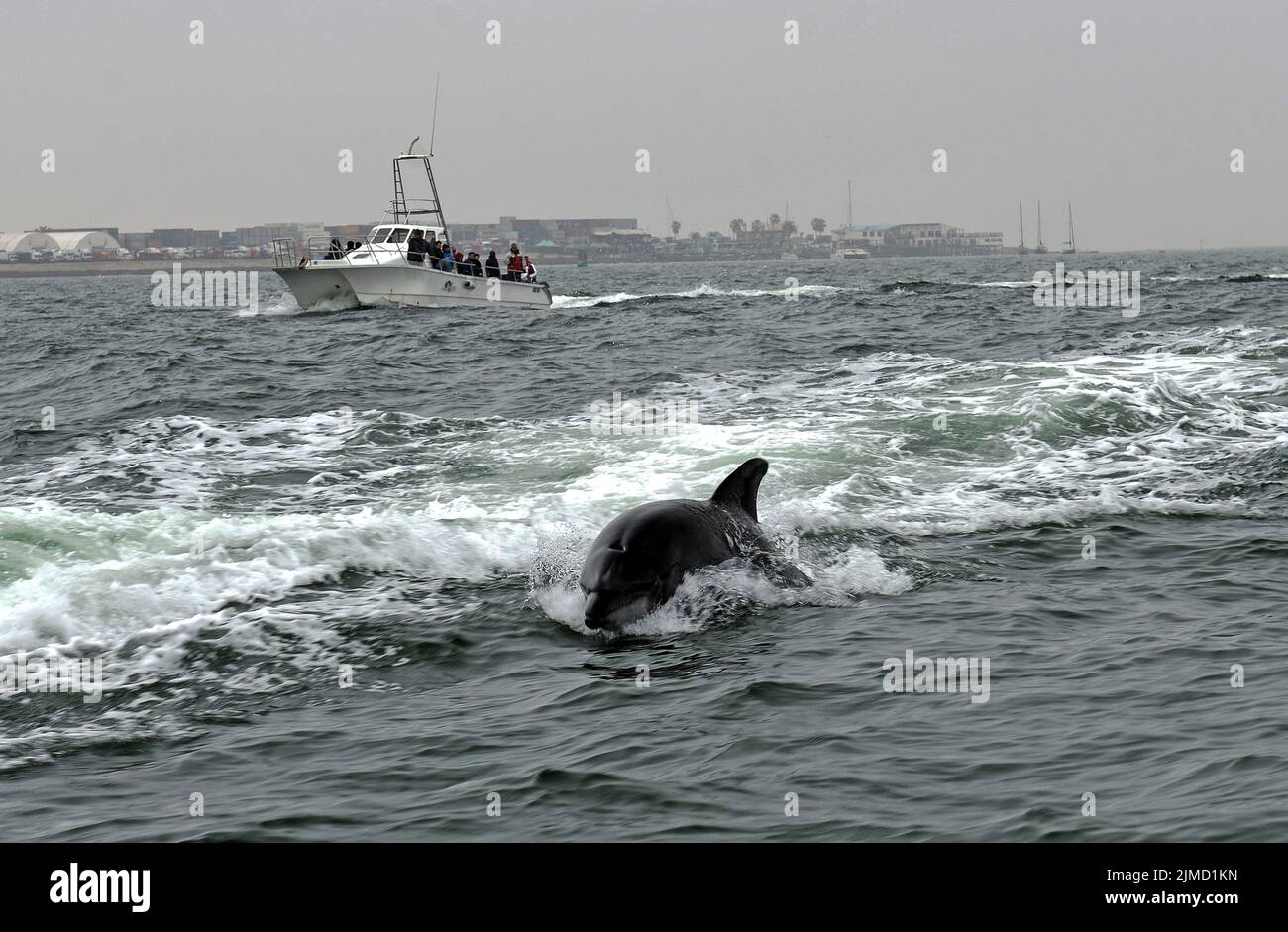 Dolphin in Walvis Bay, Namibia Stock Photo - Alamy