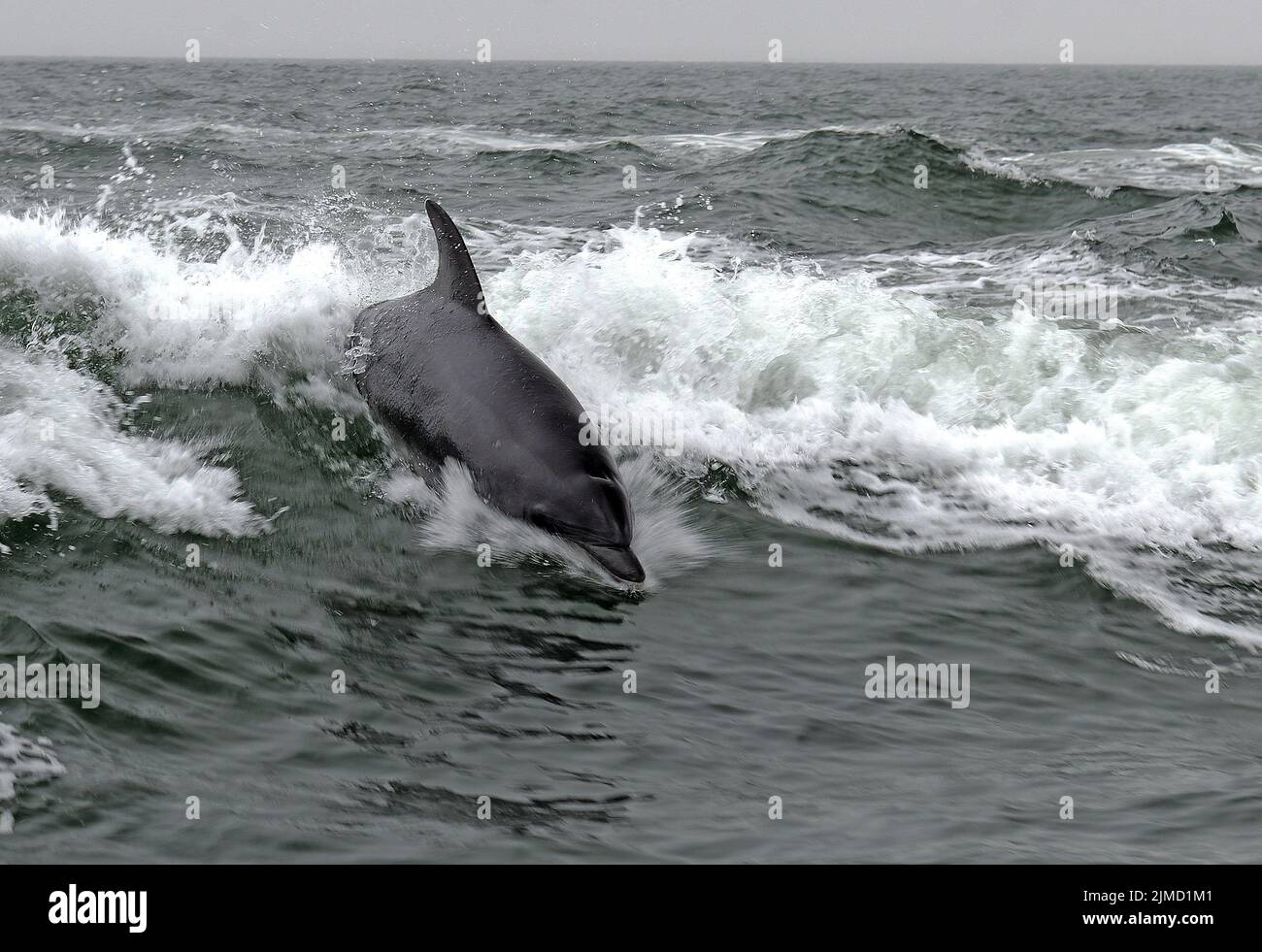 Dolphin in Walvis Bay, Namibia Stock Photo - Alamy
