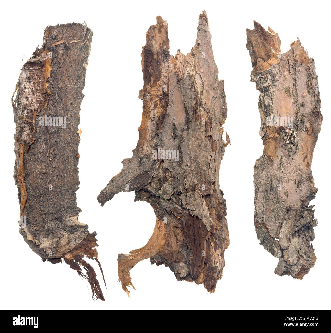 Close up bark surface Cut Out Stock Images & Pictures - Alamy