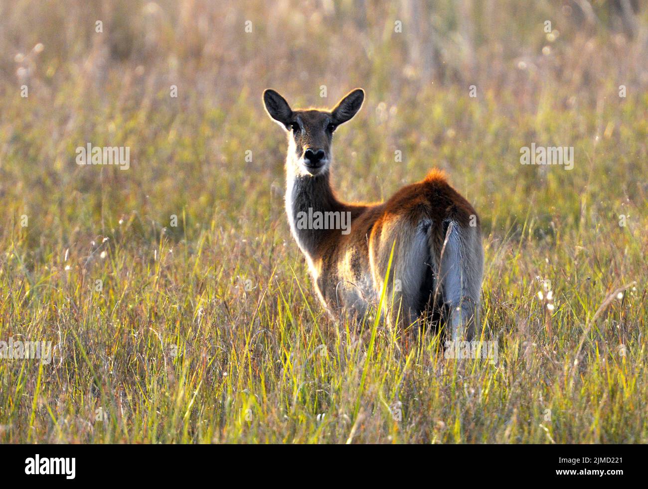 Impala on the riverside of the Kwando River, Namibia Stock Photo - Alamy