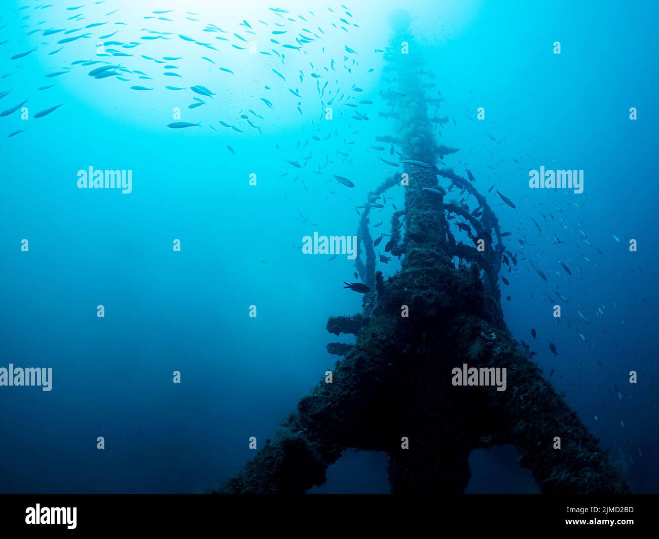 School of wild fish swimming near sunken old ruined ship on rough rocky ...