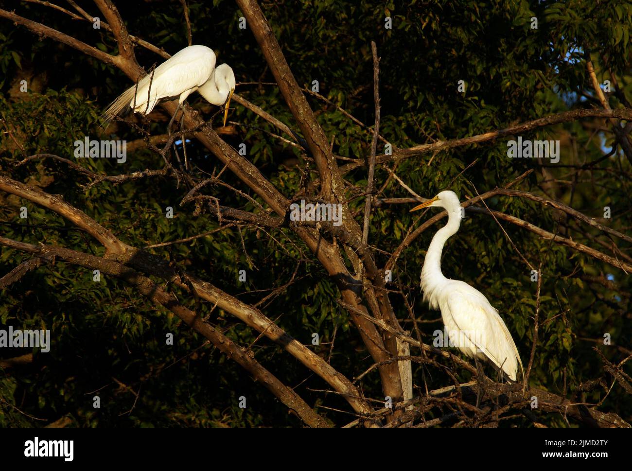 Two Great Egrets perched in a tree at golden hour. They are ...