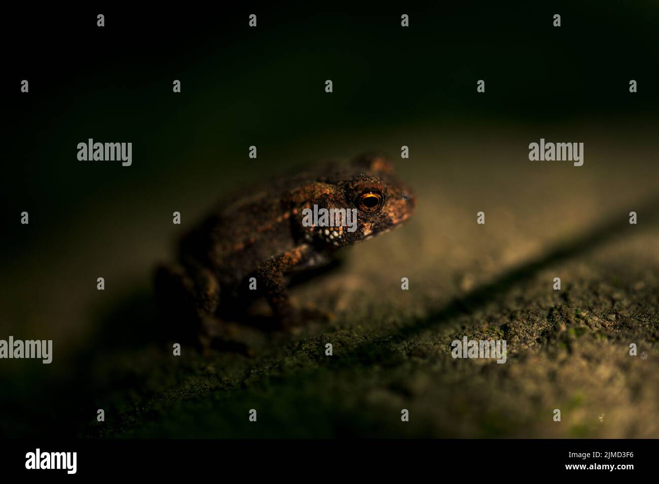 Singular rock hi-res stock photography and images - Alamy