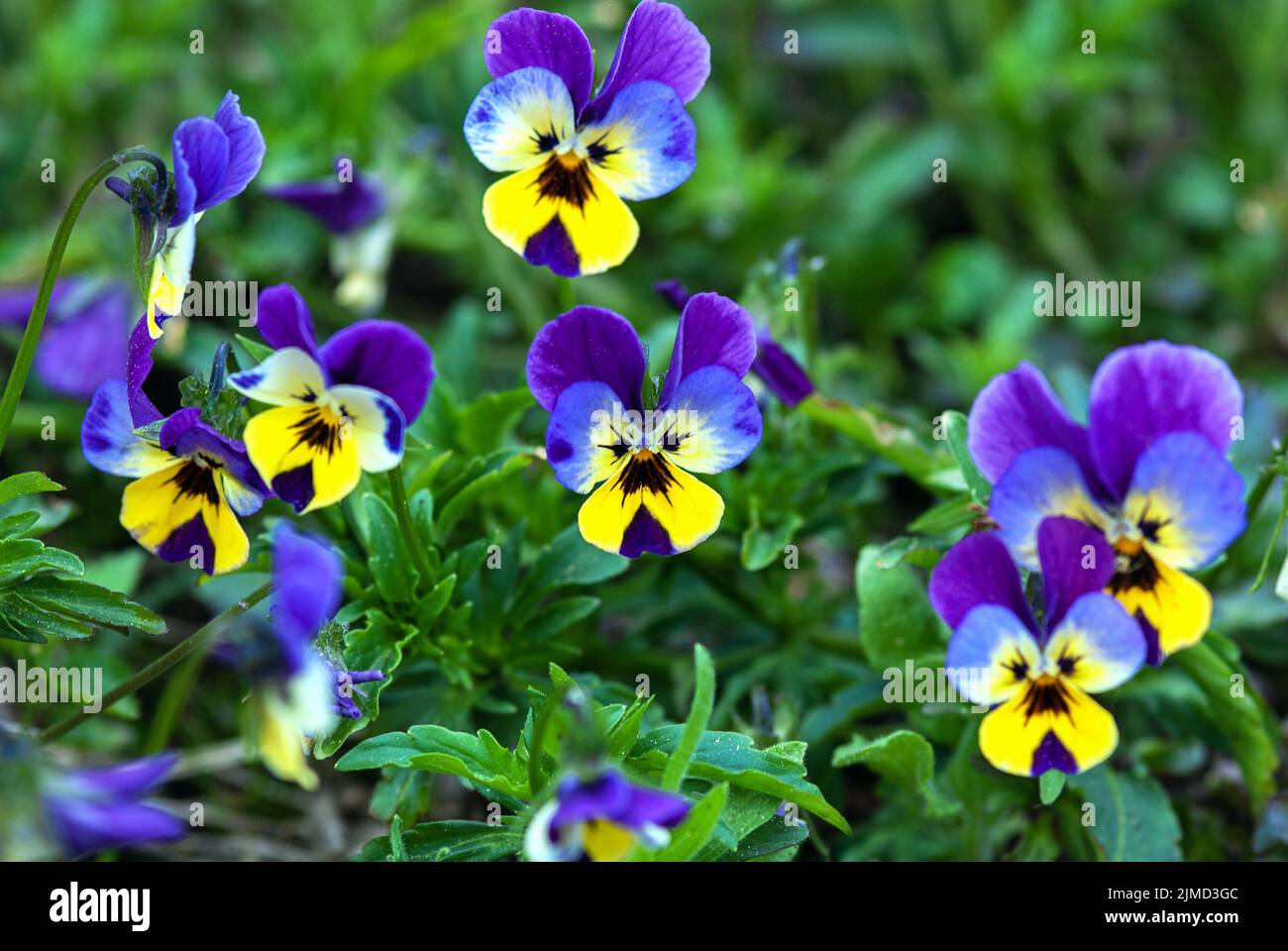 Blue viola flowers hi-res stock photography and images - Alamy