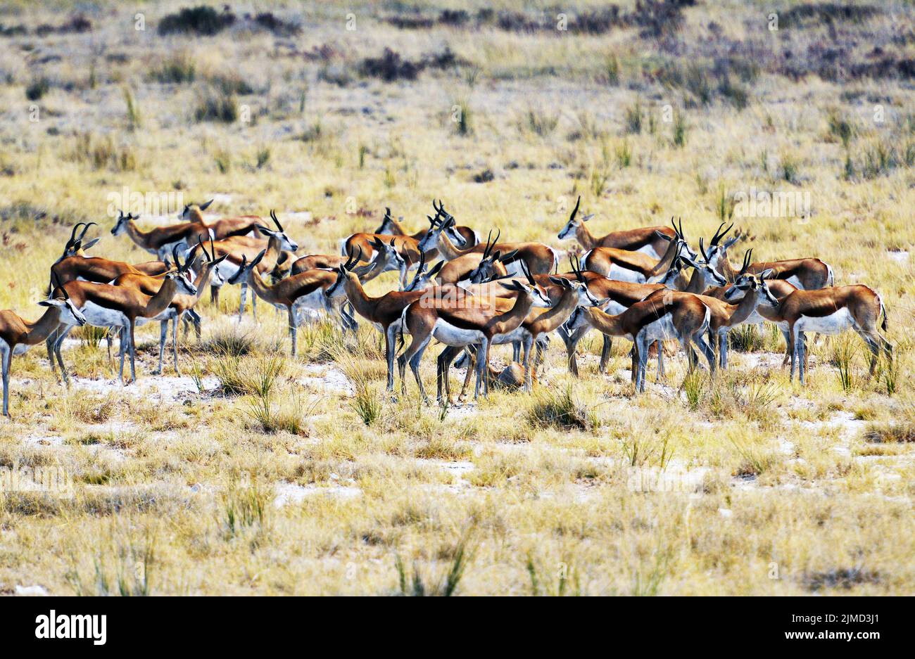 Springboks in the Etosha National Park in Namibia Stock Photo - Alamy