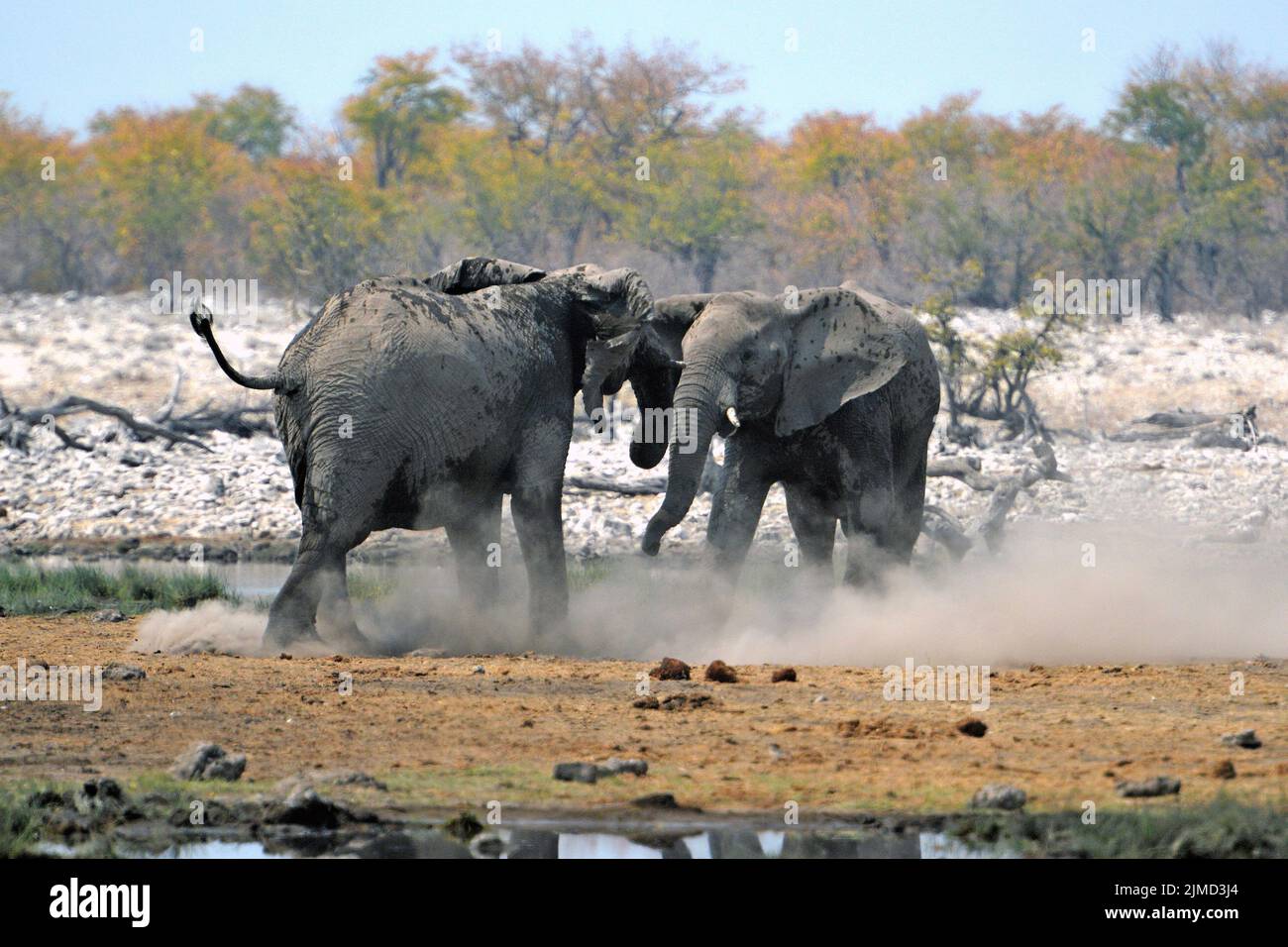 National fight hi-res stock photography and images - Alamy