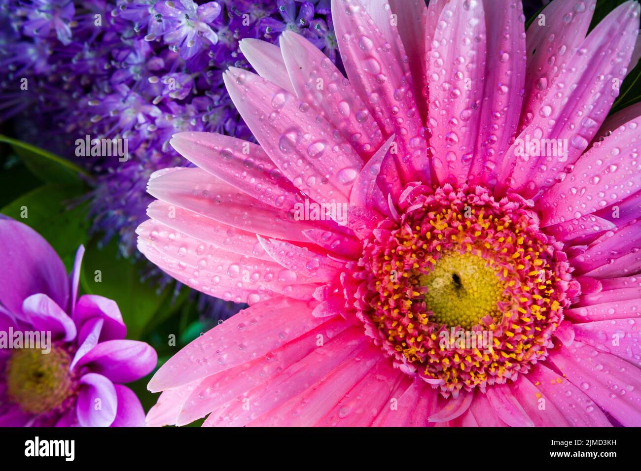 Pink Gerbera Daisy top view close-up with water droplets suitable as ...