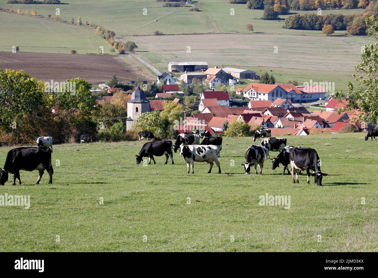Cow, Cows, Cattle, Pasture, Grass, Oepfershausen, Thueringen, Rhoen ...