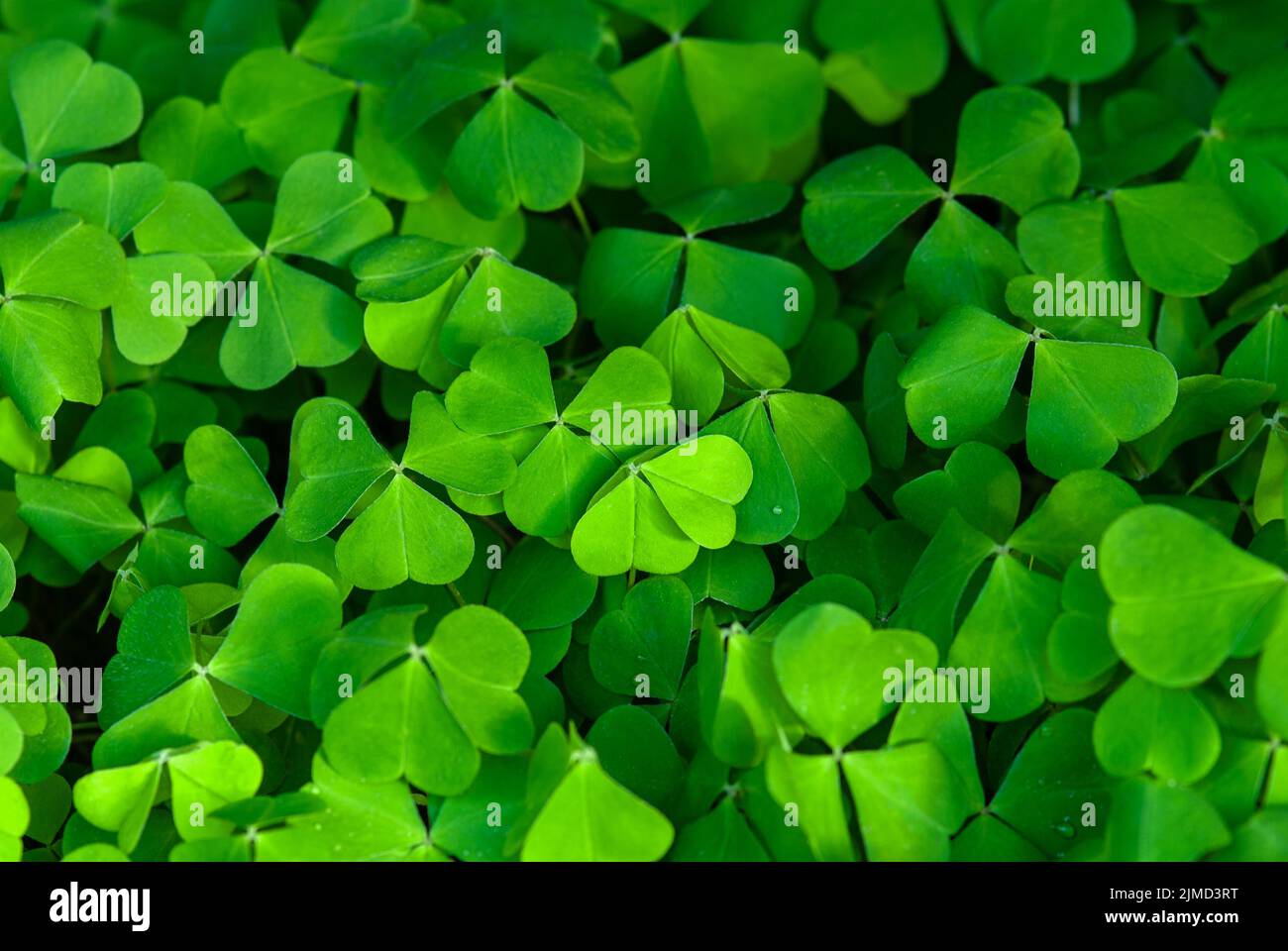 Green clover leaves background, wood sorrel plant in spring forest ...