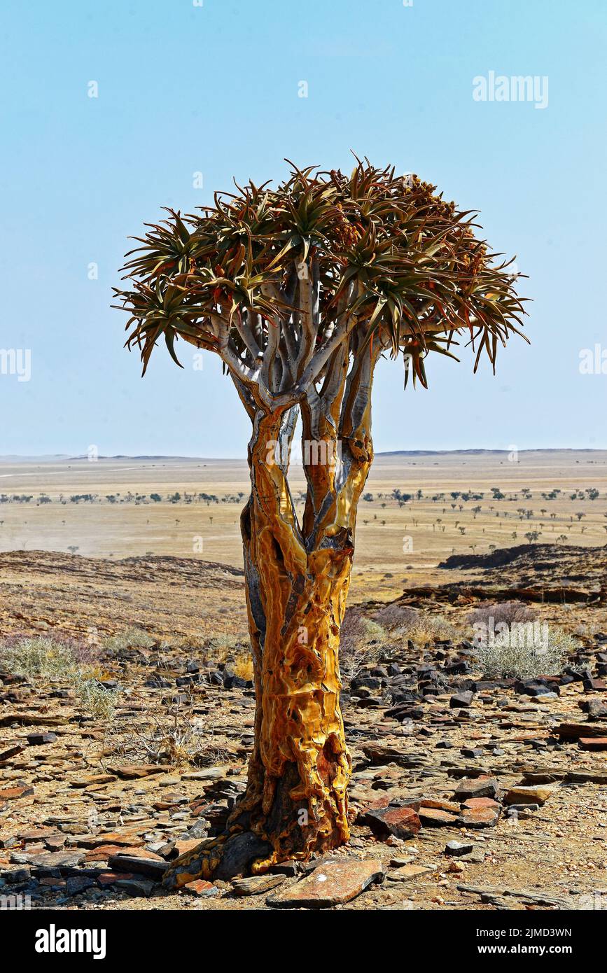 Quiver tree in namibia hi-res stock photography and images - Alamy