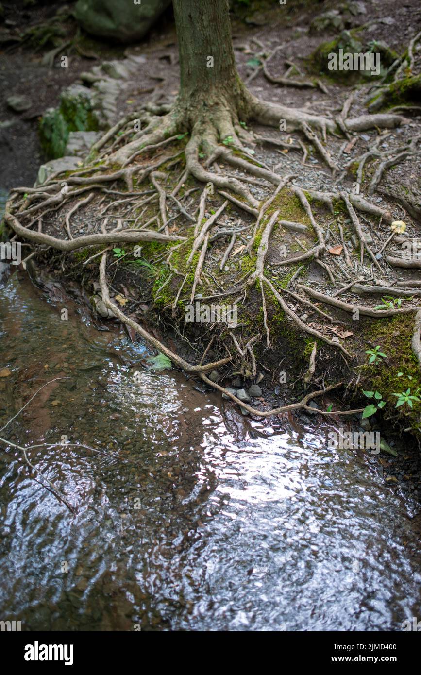 Ancient tree roots by forest stream Stock Photo - Alamy