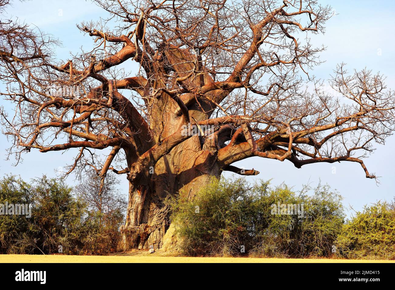 Baobab tree in Mahango Park in Namibia Stock Photo - Alamy