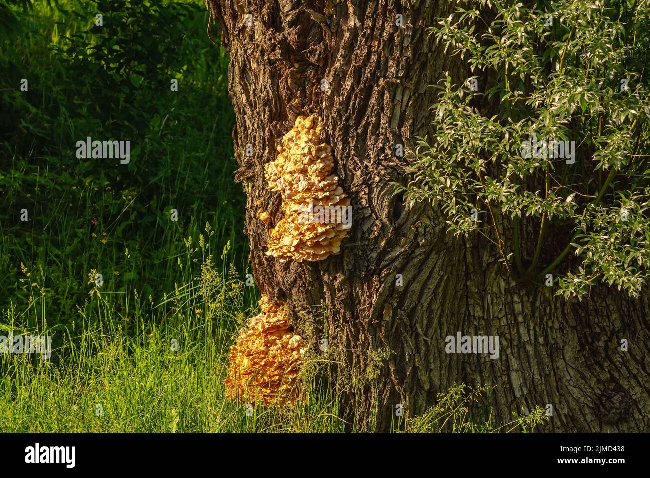 Shelf ecosystem hi-res stock photography and images - Alamy