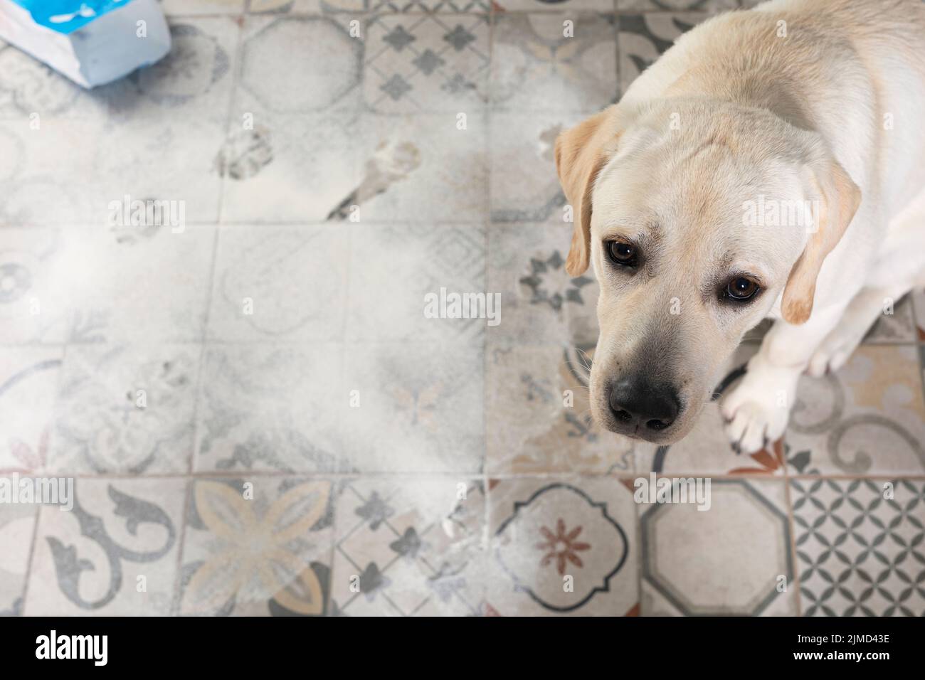 Dog with guilty expression sit near mess on floor Stock Photo - Alamy