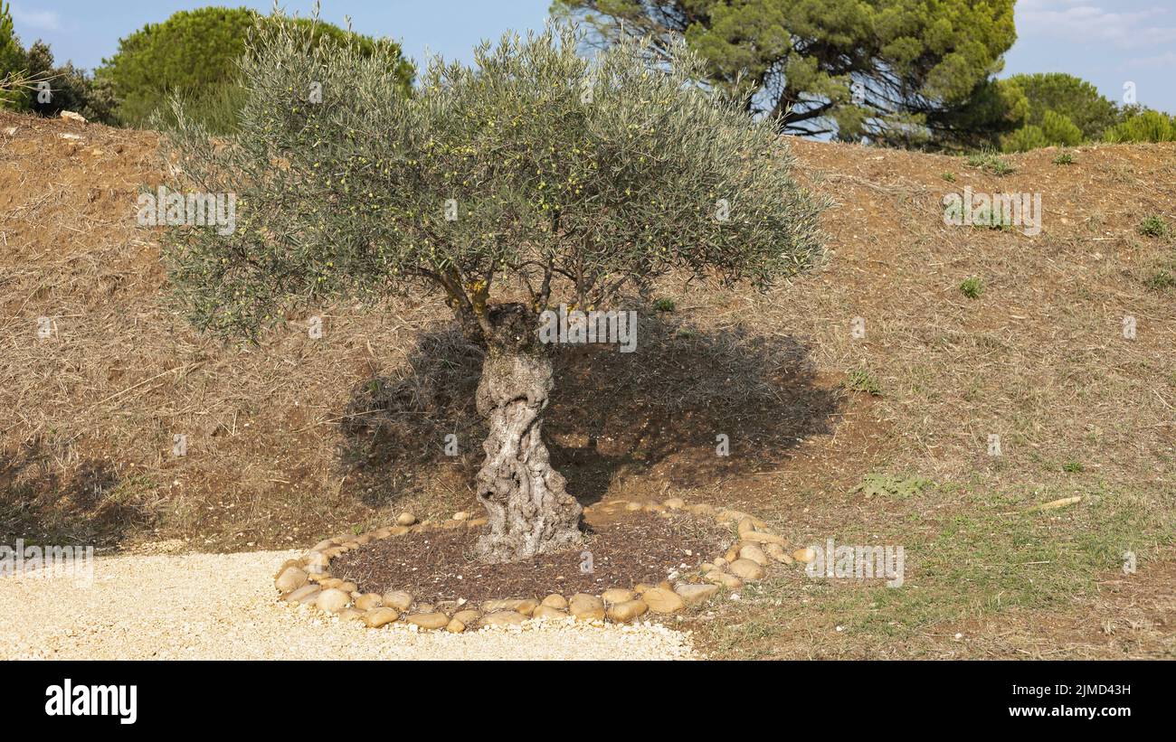 Gnarled olive tree standing on its own in the sushine of the South of ...