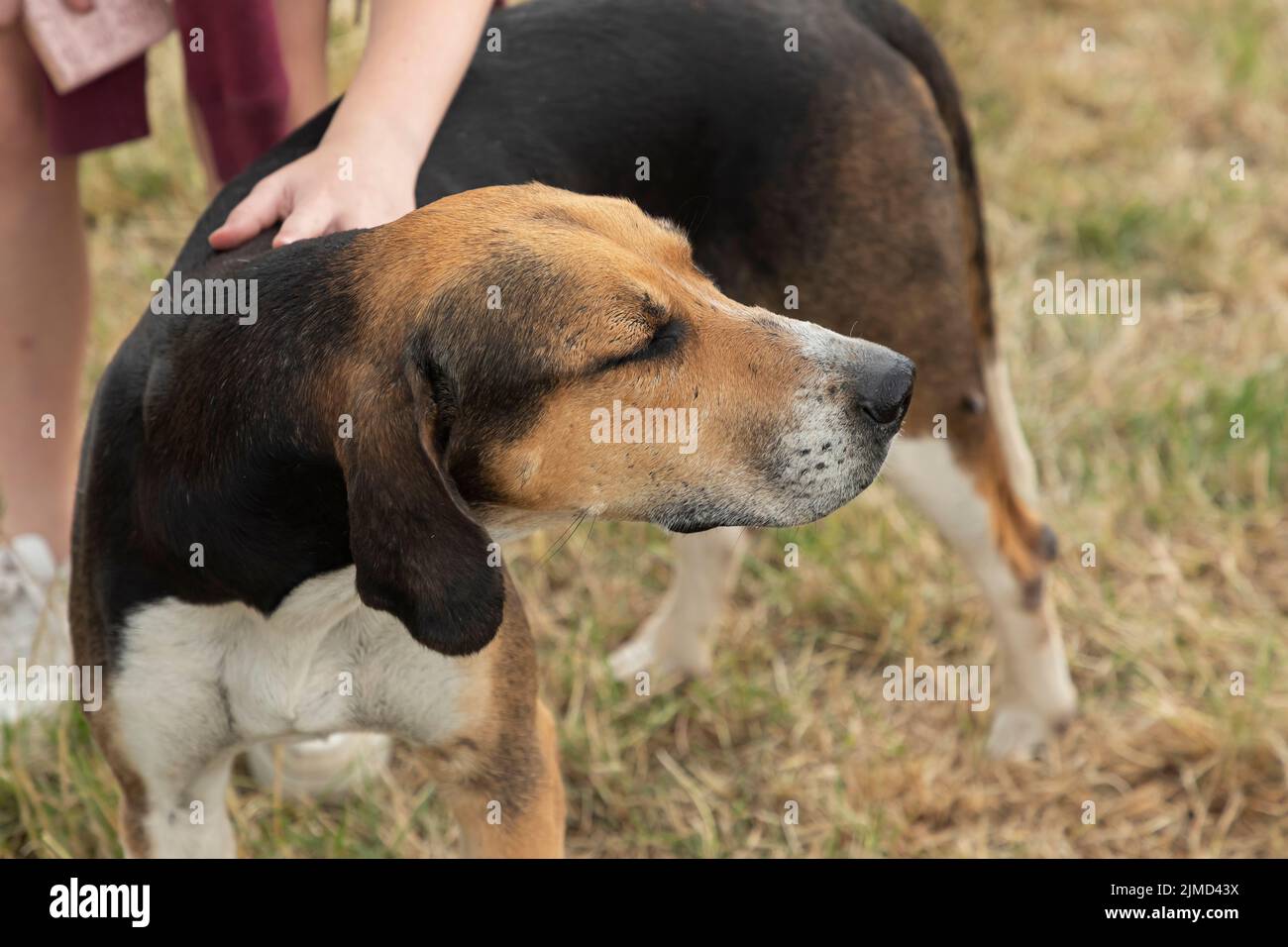 Hound enjoying being petted by a child and closing its eyes stood on ...