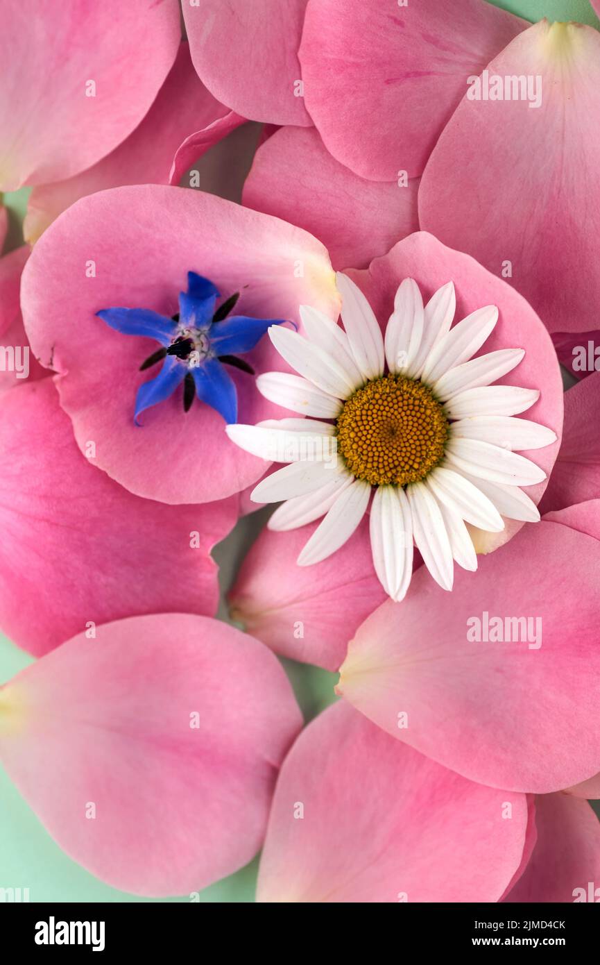 Daisy flower petals falling hi-res stock photography and images - Alamy