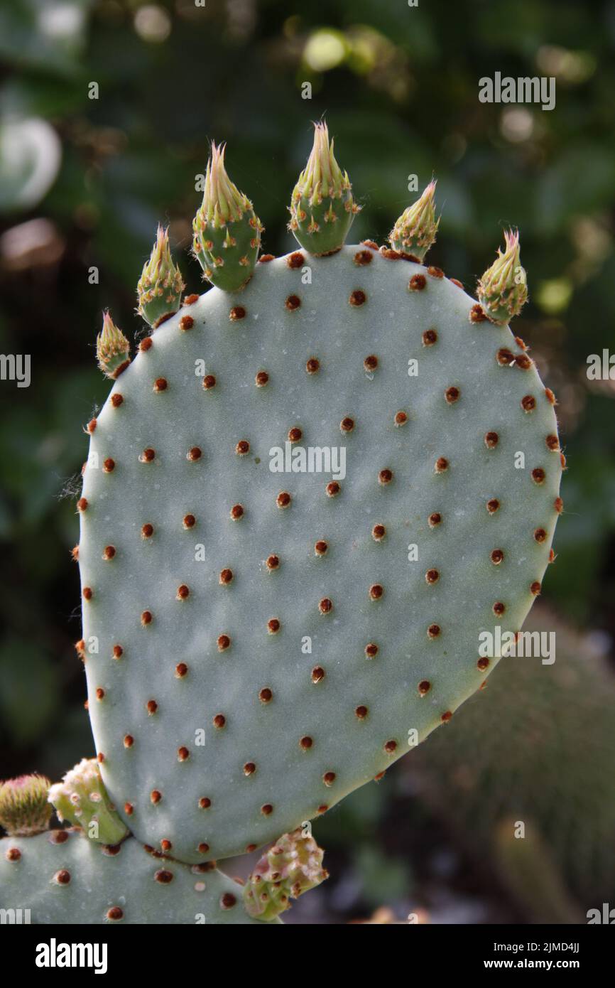 Vertical growth pattern hi-res stock photography and images - Alamy
